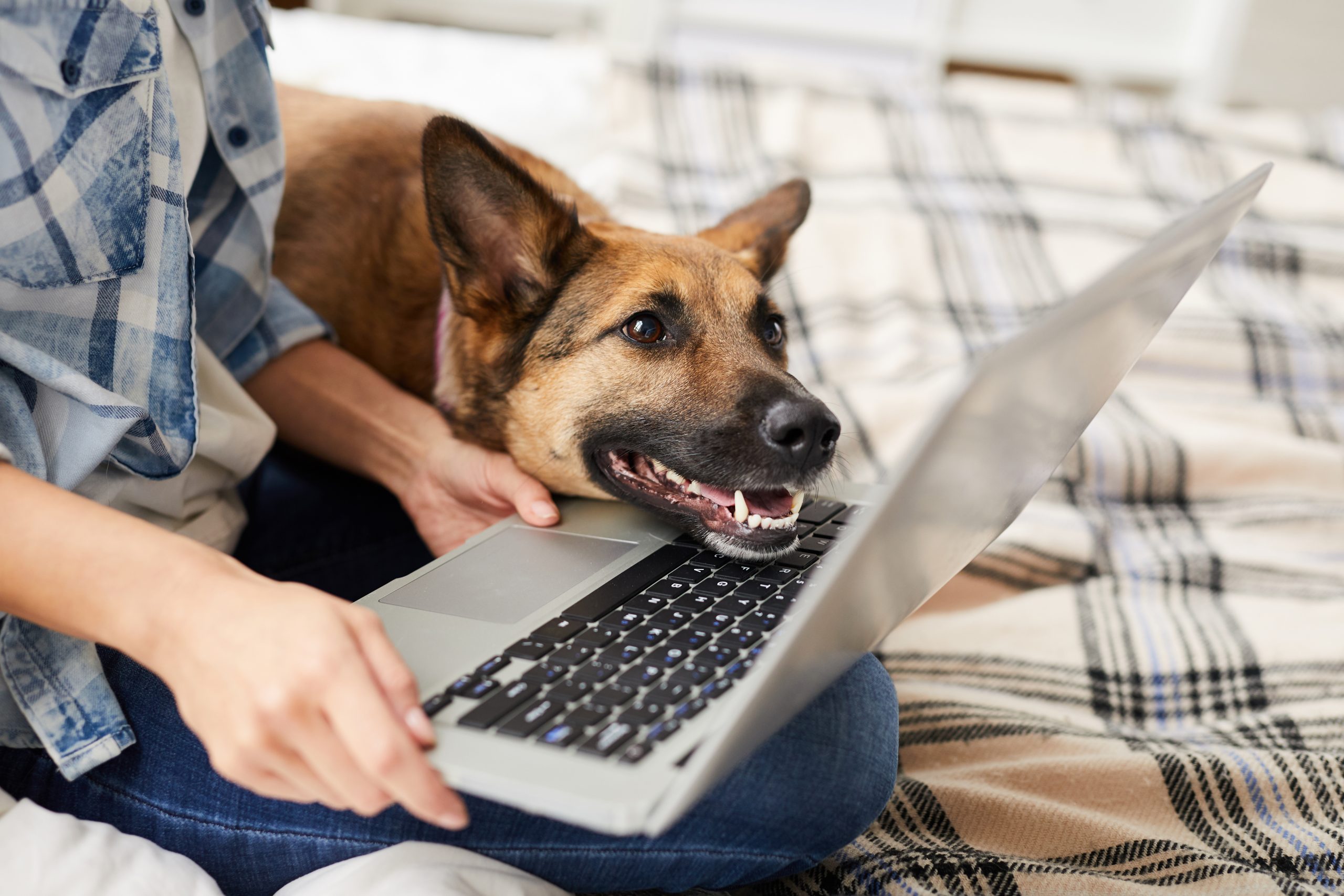 How To Work From Home (WFH) With Dogs | Work From Home Wins
